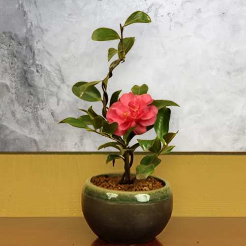 Bonsai Sazanka Flowering Plant Gift Japan