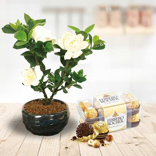 Bonsai Cape Jasmine N Rocher - Chocolate And Plant Gift Hamper